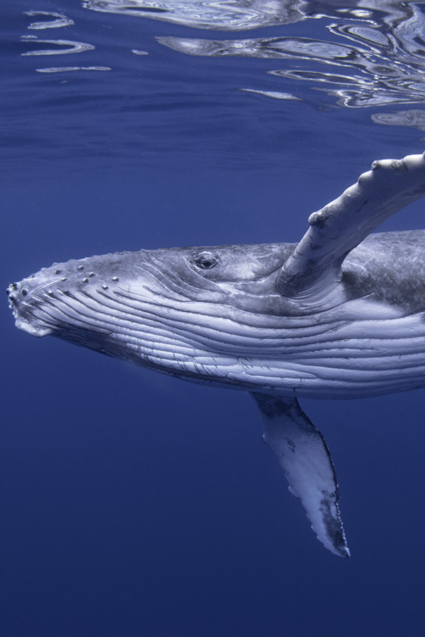 Tohora, Half-Day, Shared - Swim with the whales - Whale Watching ...